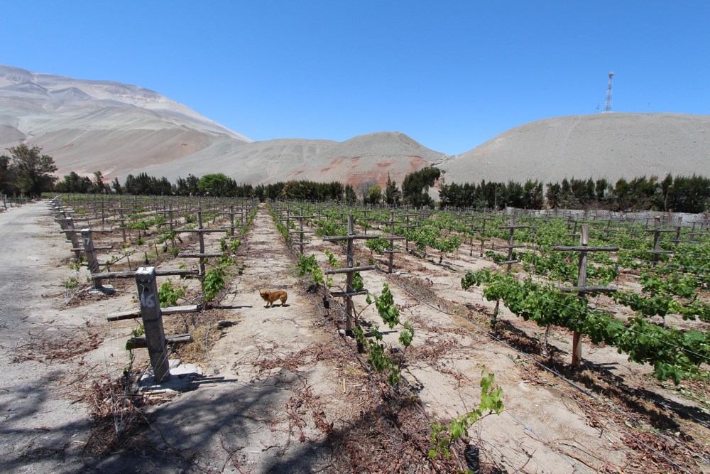 Arequipa's Pisco Route - Aracari Travel